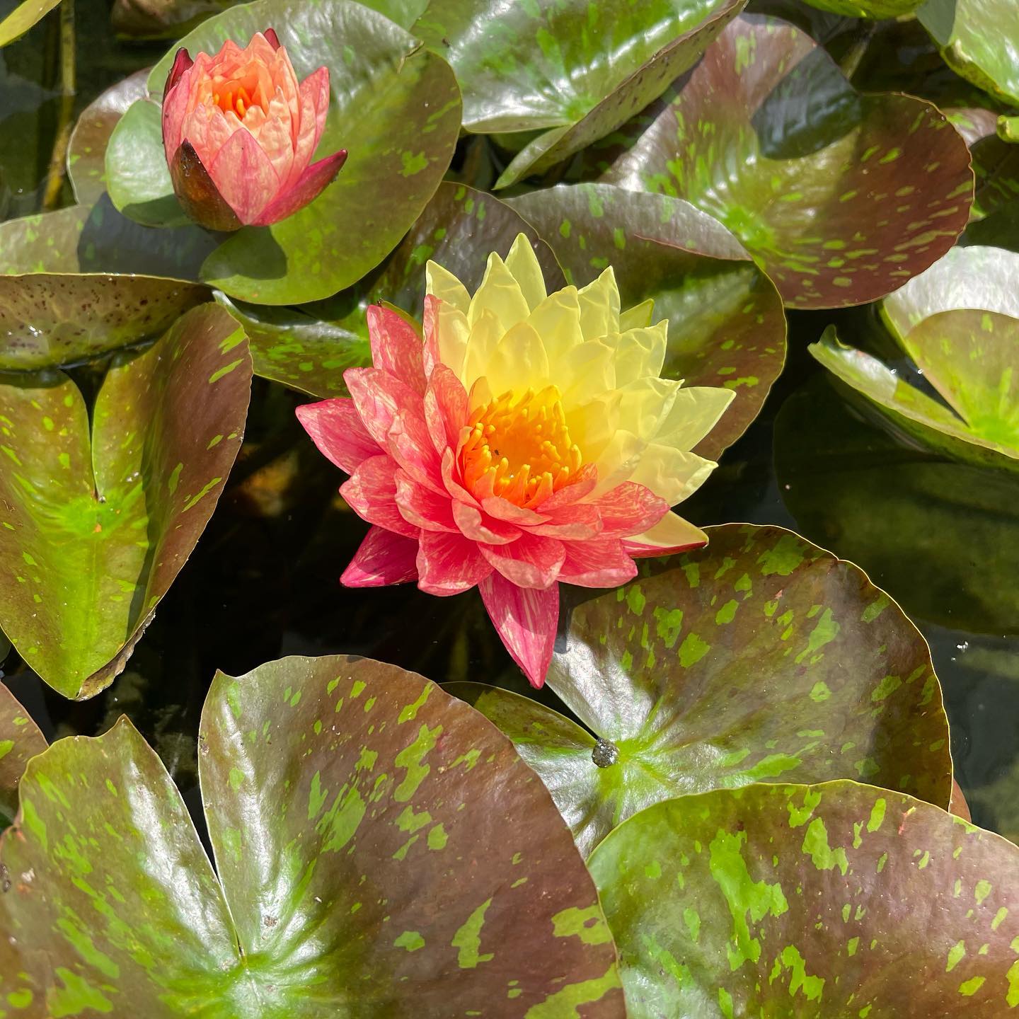 Nymphaea ‘Wanvisa’ – Watergarden.org