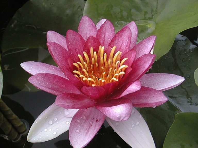 Nymphaea ‘Attraction’ – Watergarden.org