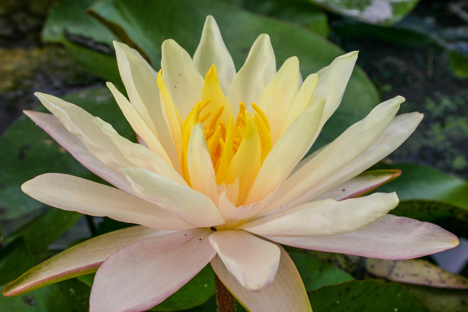 Nymphaea ‘Barbara Dobbins’ – Watergarden.org