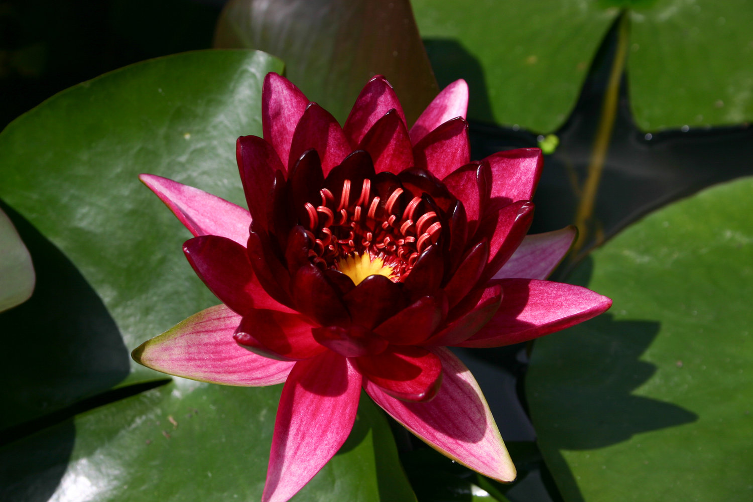 Nymphaea ‘Black Princess’ – Watergarden.org