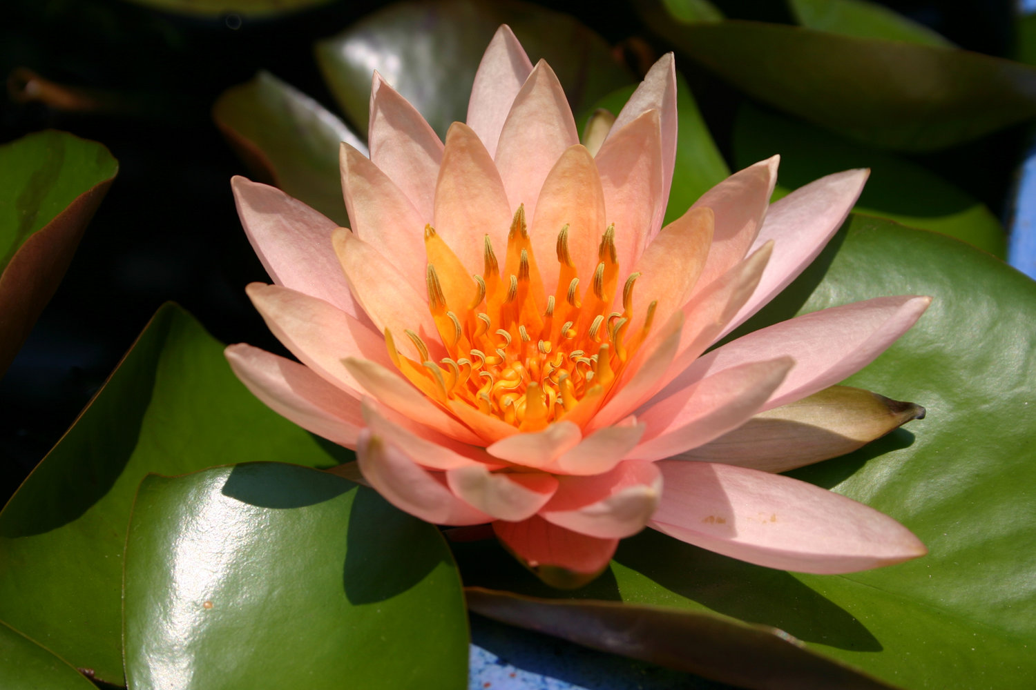 Nymphaea ‘Colorado’ – Watergarden.org