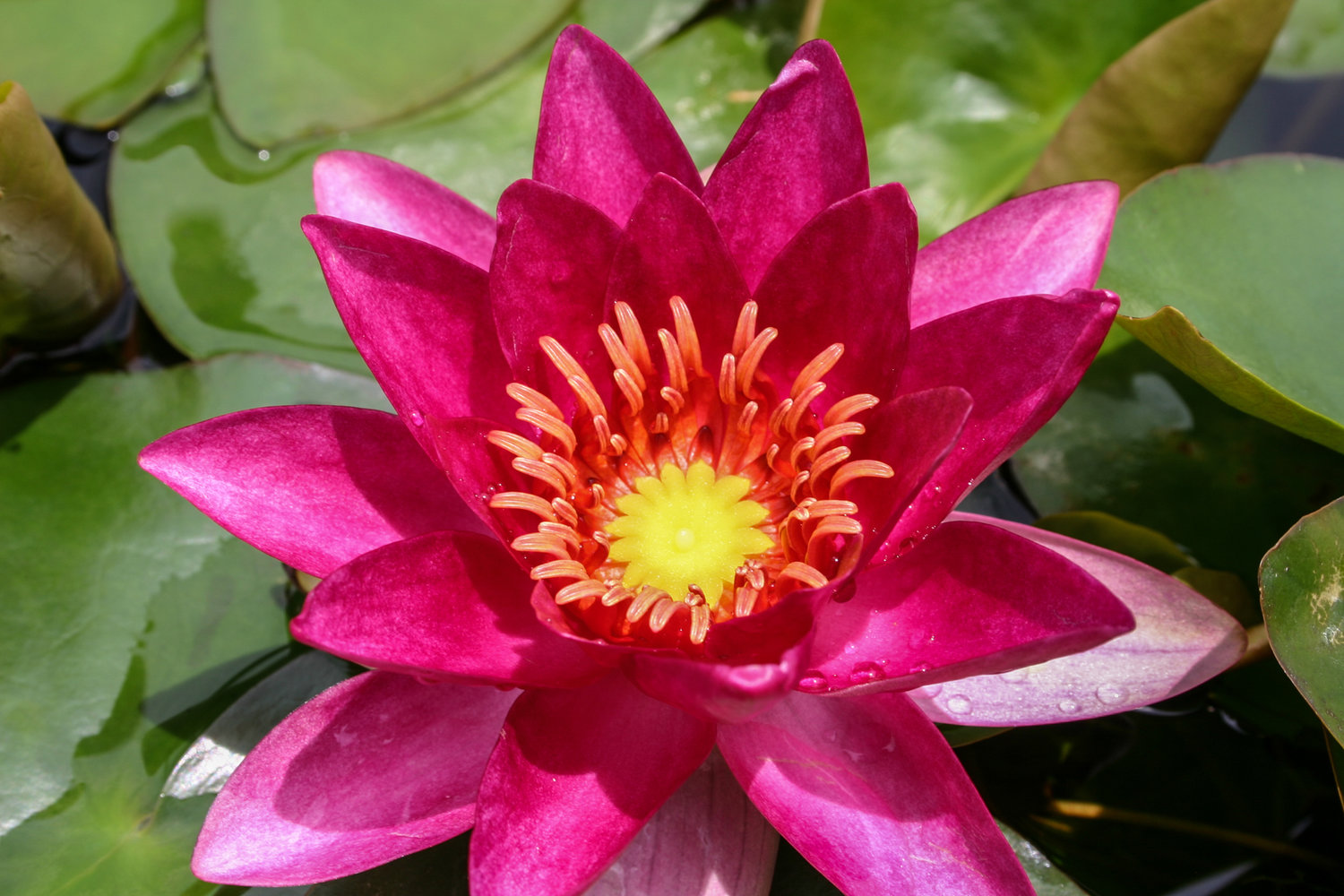 Nymphaea ‘Laydekeri Fulgens’ – Watergarden.org