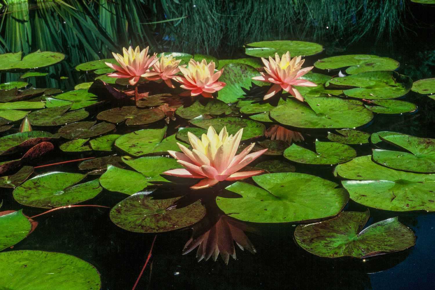 Nymphaea ‘Pink Grapefruit’ – Watergarden.org