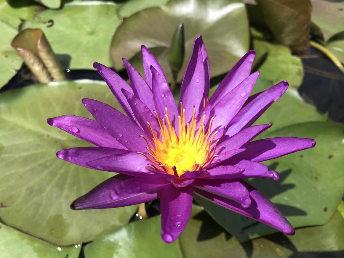 Nymphaea ‘Detective Erika’ – Watergarden.org