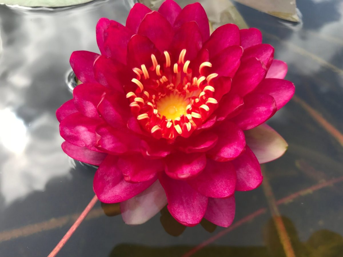 Nymphaea ‘Manee Red’ – Watergarden.org