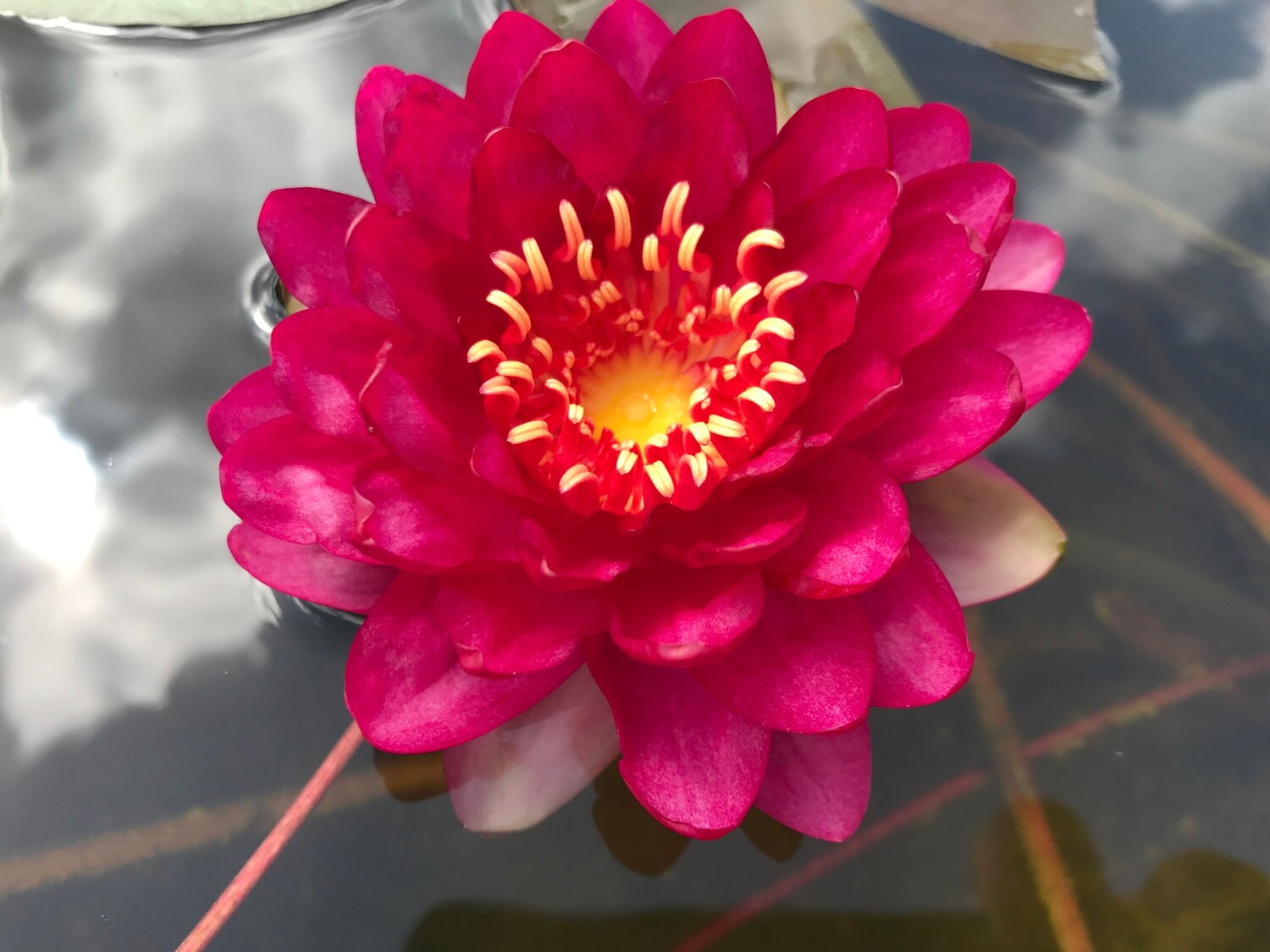 Nymphaea ‘Manee Red’ – Watergarden.org