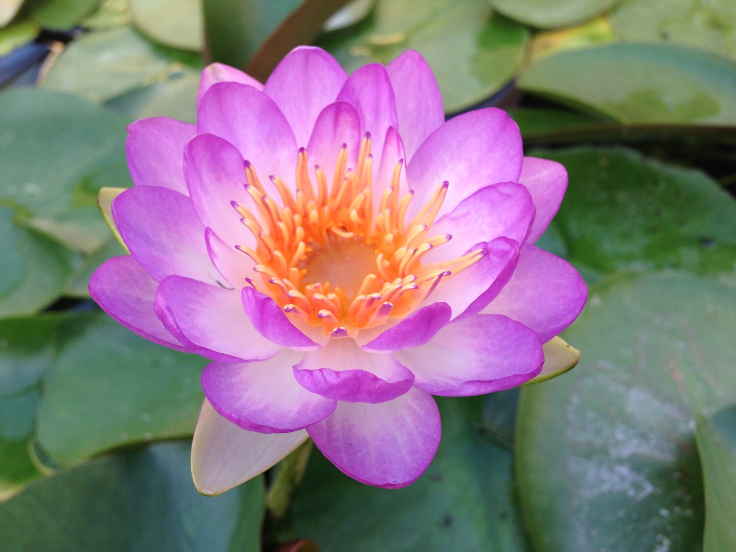 Nymphaea ‘Queen Sirikit’ – Watergarden.org