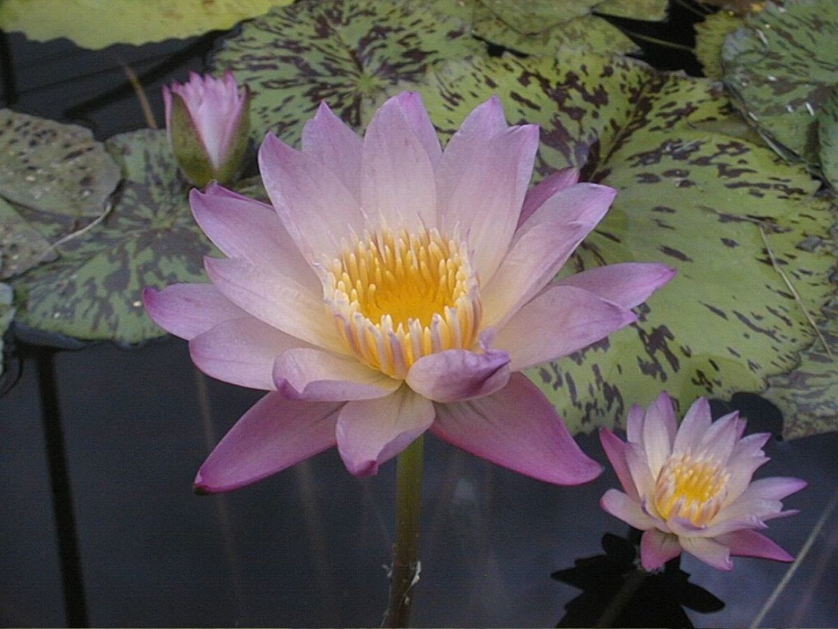 Nymphaea ‘Albert Greenberg’ – Watergarden.org