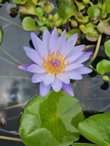 Nymphaea ‘August Koch’ – Watergarden.org