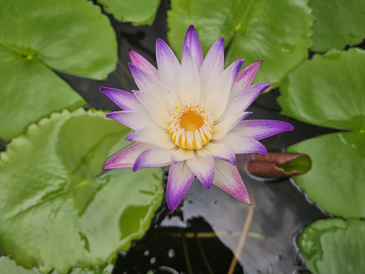 Nymphaea ‘Purple Joy’ – Watergarden.org