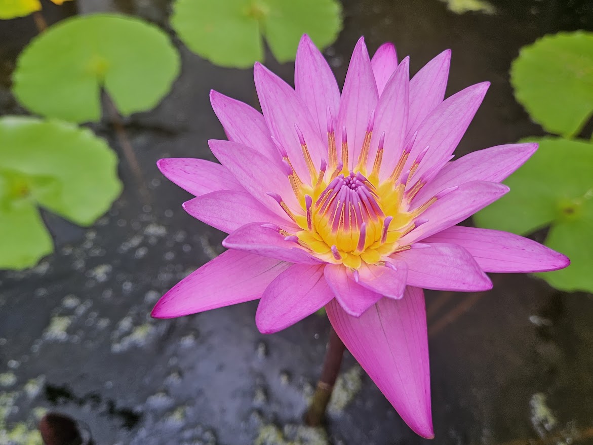 Nymphaea ‘Shirley Bryne’ – Watergarden.org