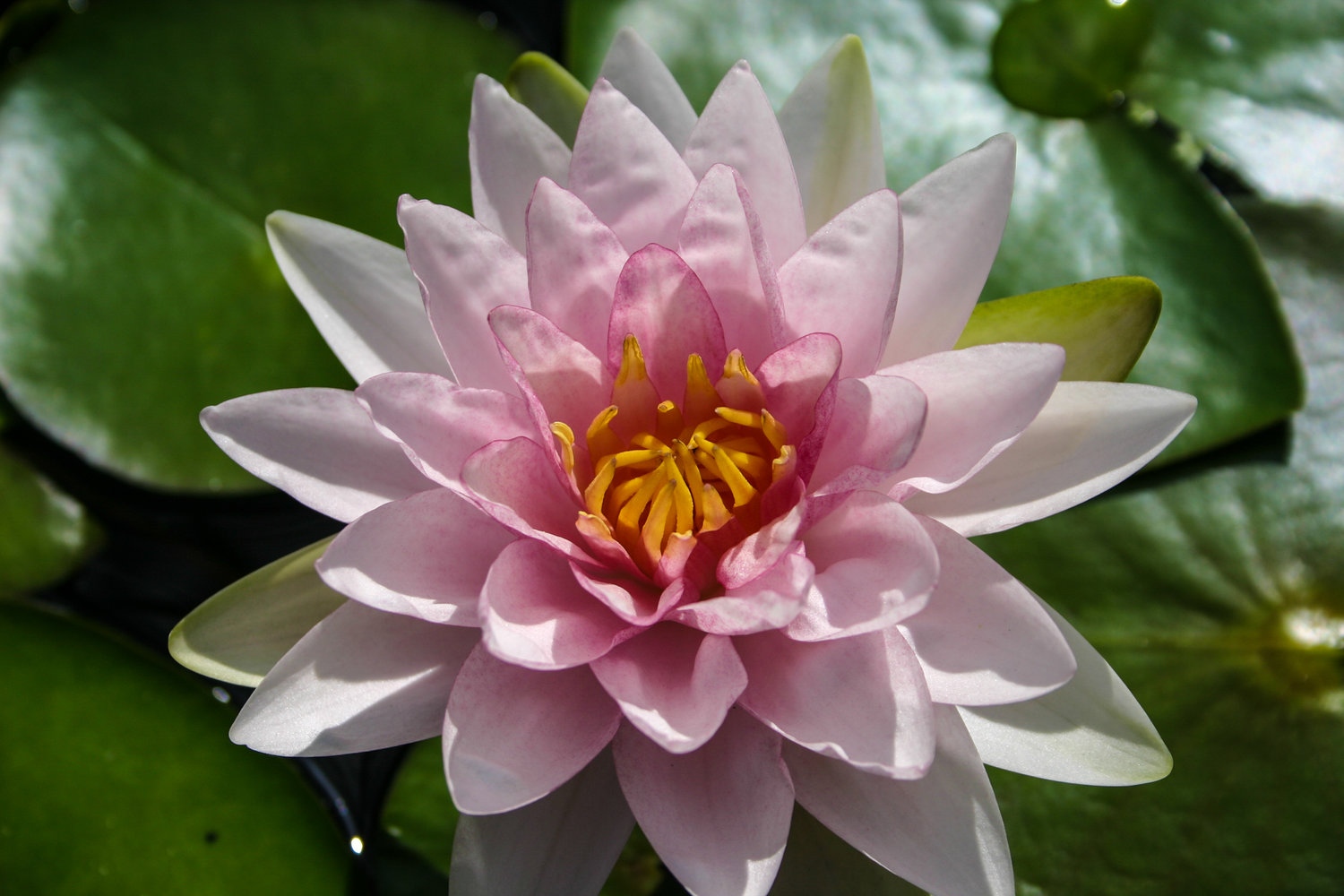 Nymphaea ‘Madame Wilfron Gonnere’ – Watergarden.org